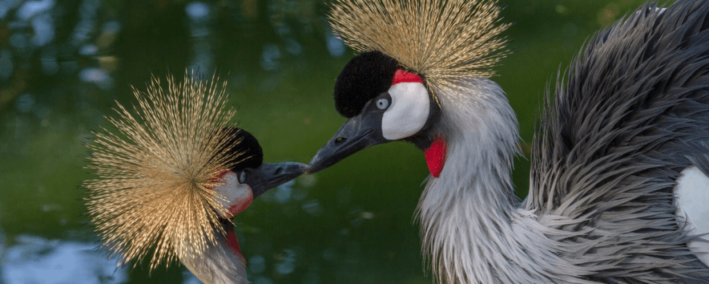 Zoológicos de SP: 3 opções que são muito fera! - Visite São Paulo